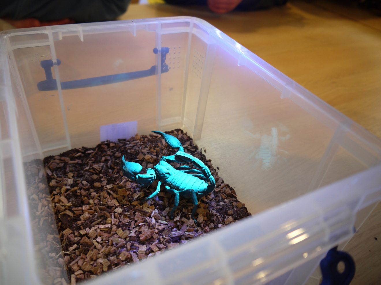 Why do scorpions glow under UV light | Devon Science