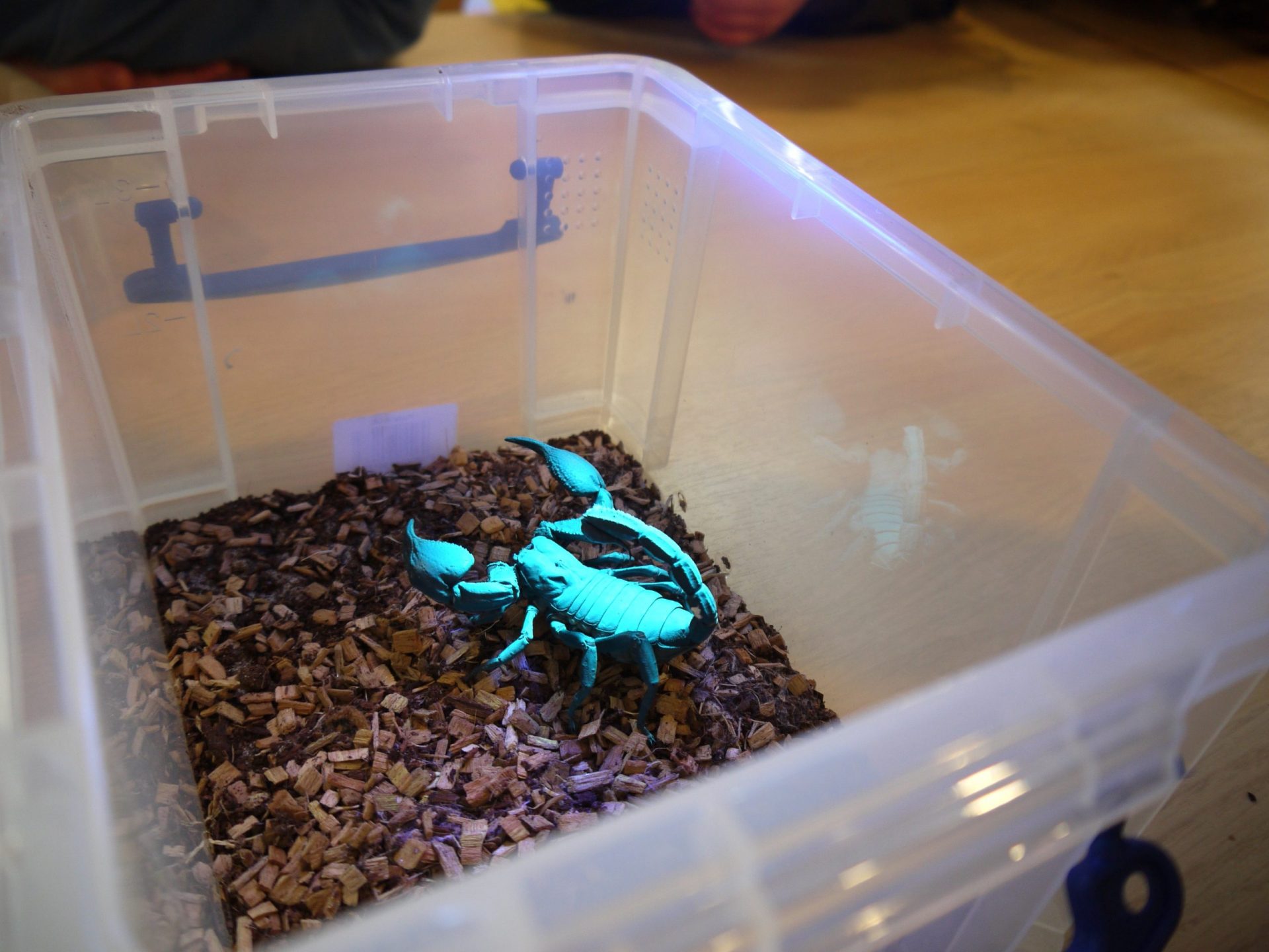 Why do scorpions glow under UV light | Devon Science