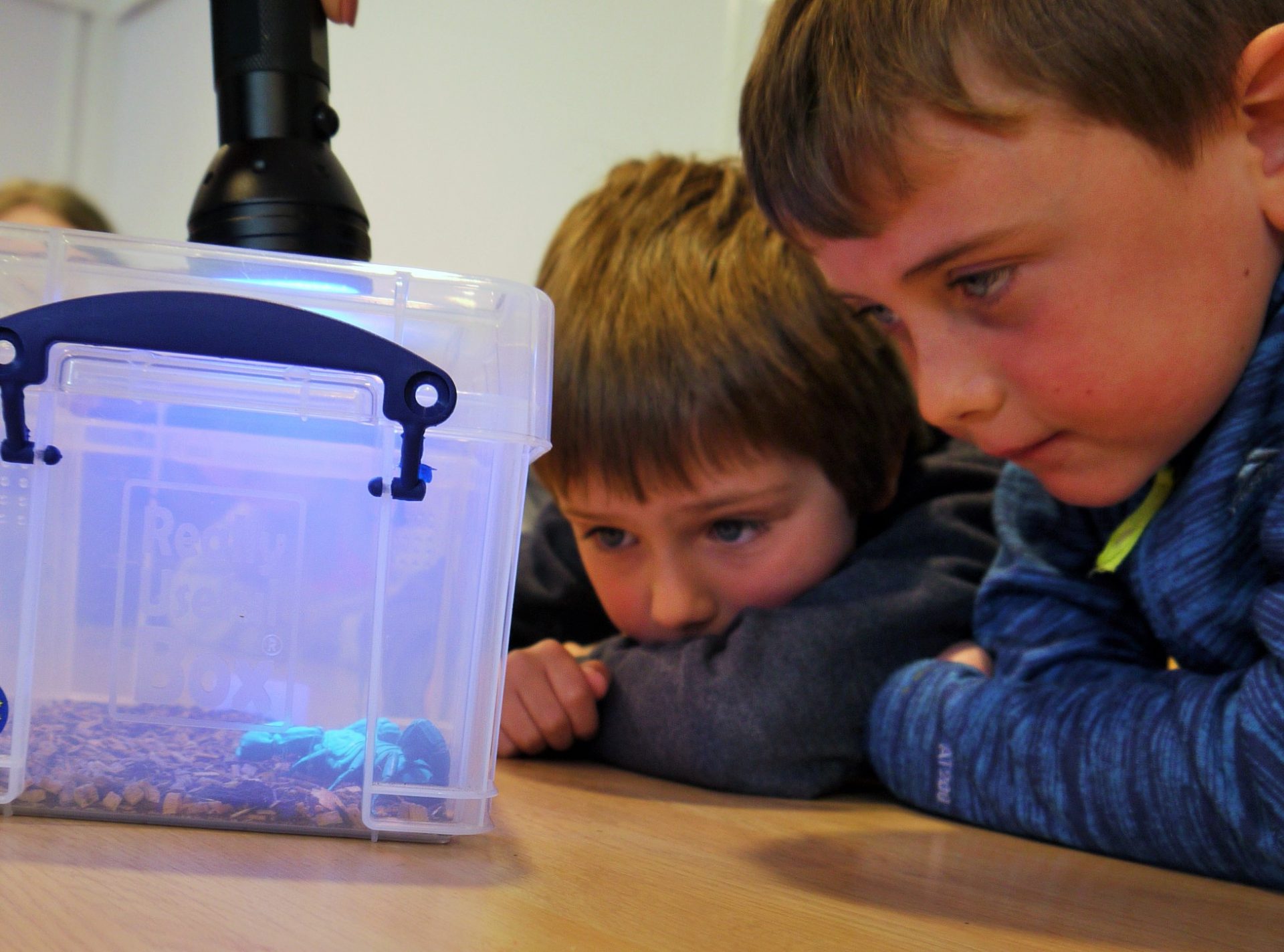Why do scorpions glow under UV light | Devon Science