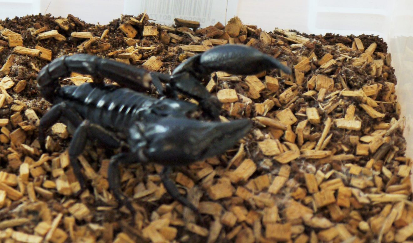 Why do scorpions glow under UV light | Devon Science