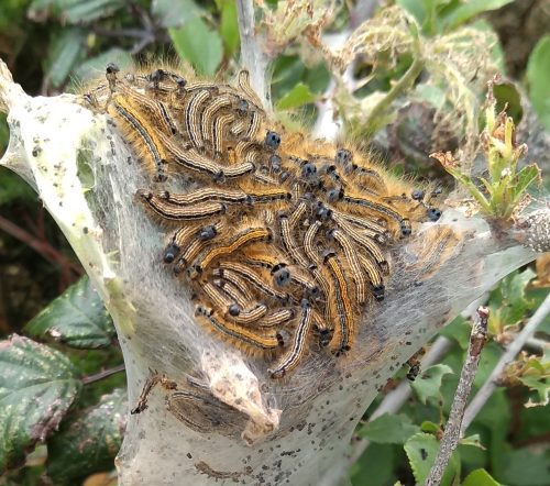 Caterpillars in Webs | Devon Science
