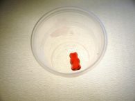 Gummy Bear Osmosis Experiment | Devon Science