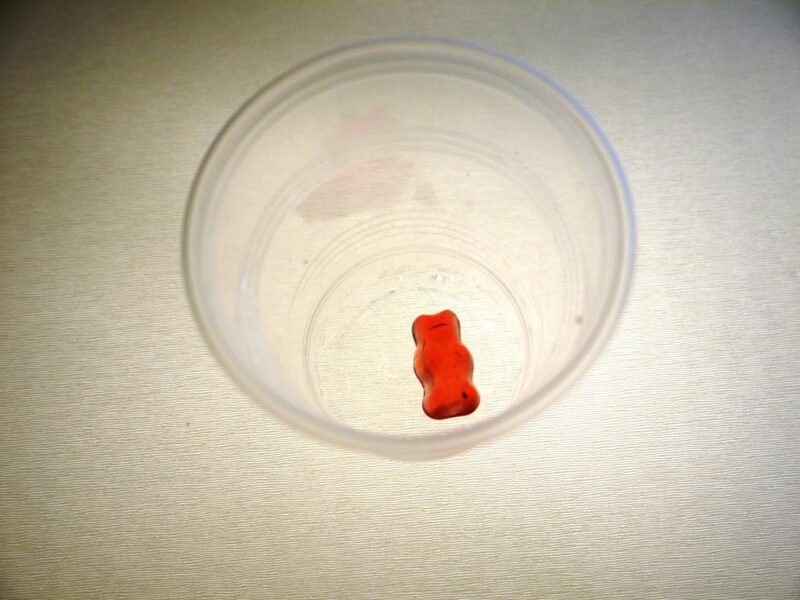 Gummy Bear Osmosis Experiment | Devon Science
