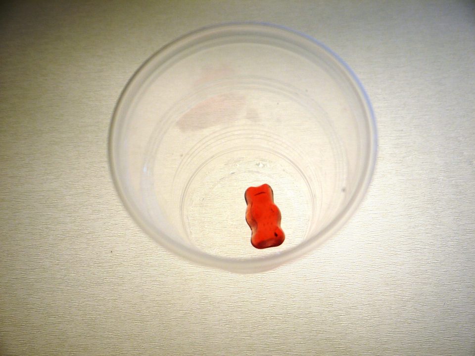 Gummy Bear Osmosis Experiment | Devon Science