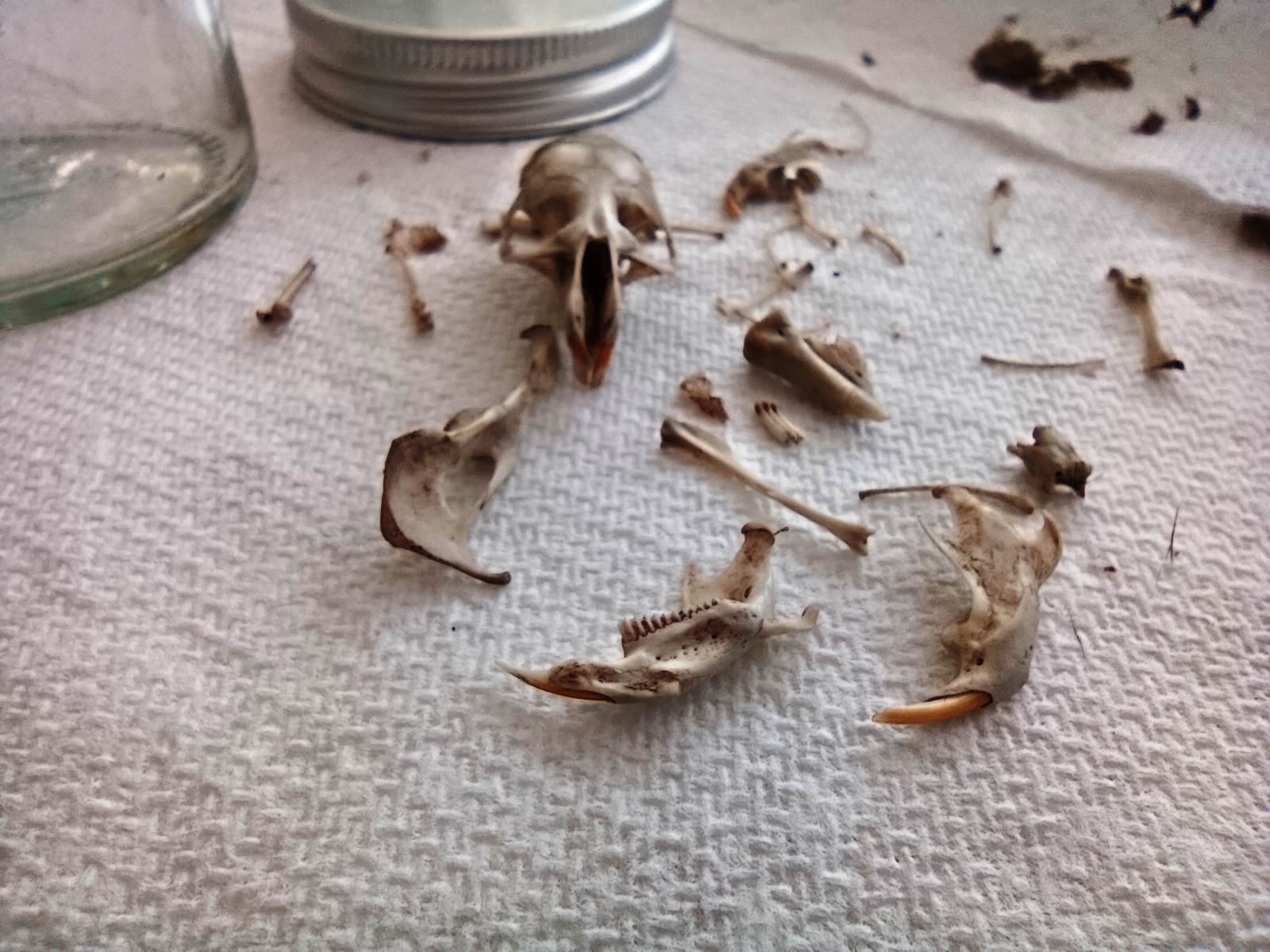 Owl Pellet Dissection and Cleaning | Devon Science