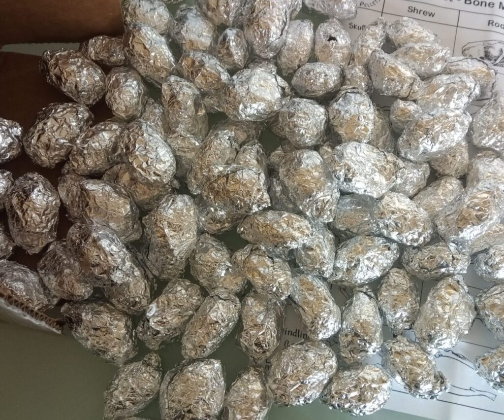 Owl Pellet Dissection and Cleaning | Devon Science