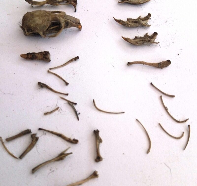 Shop | Science Kits | Single Owl Pellet