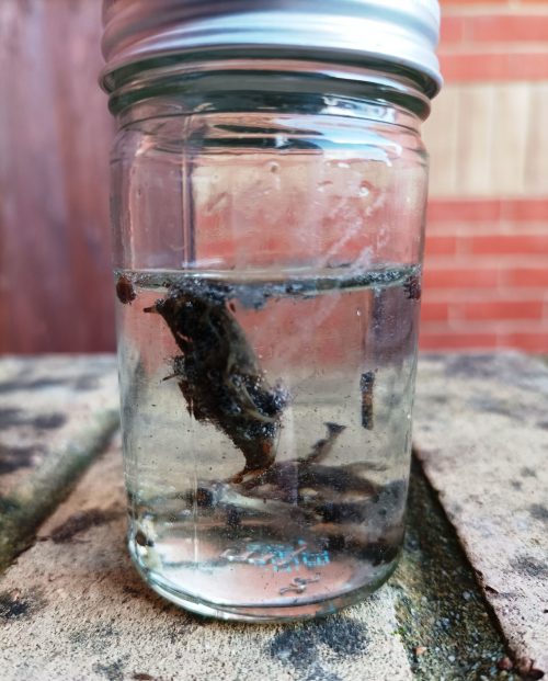 Owl Pellet Dissection and Cleaning | Devon Science