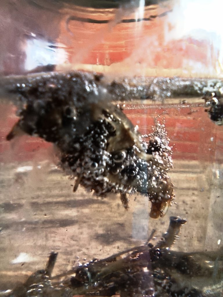 Owl Pellet Dissection and Cleaning | Devon Science