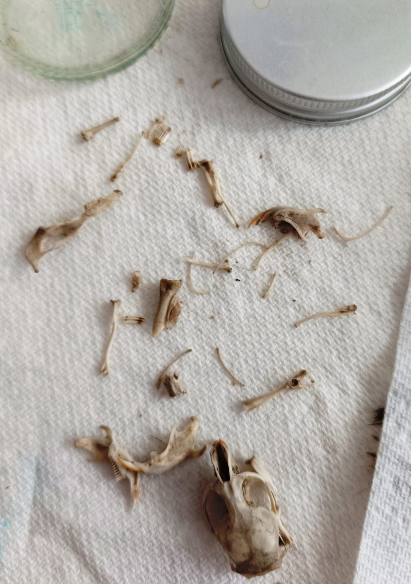 Owl Pellet Dissection and Cleaning | Devon Science