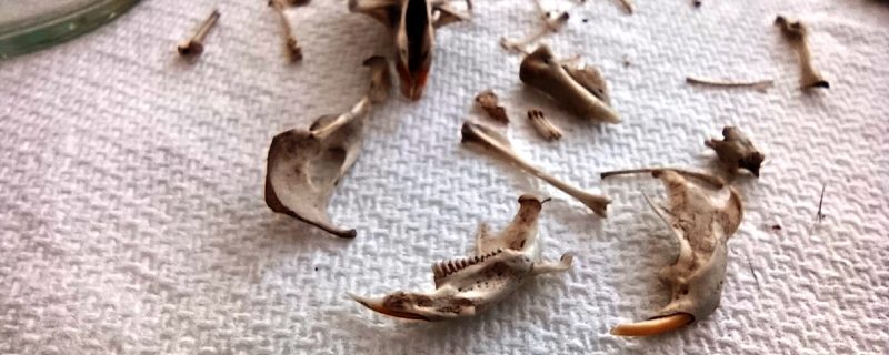 Owl Pellet Dissection and Cleaning | Devon Science