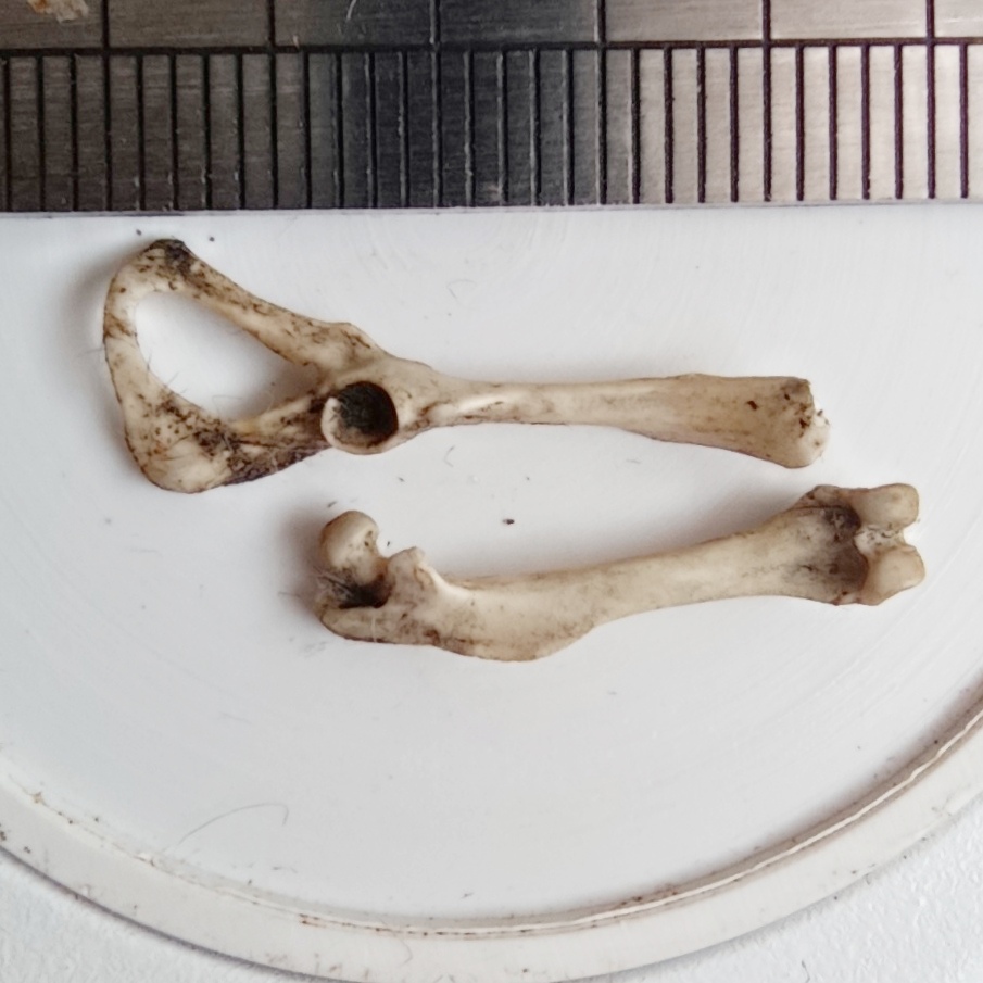 Owl Pellet Dissection and Cleaning | Devon Science