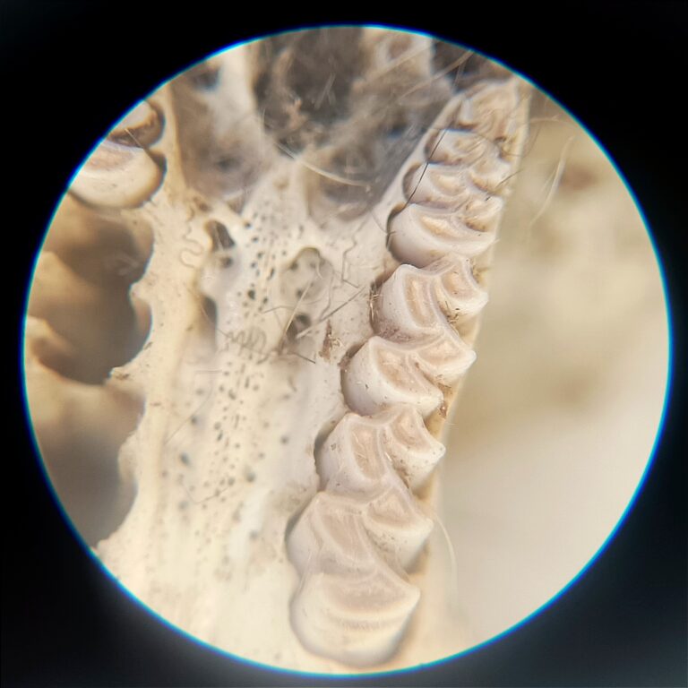 Owl Pellet Dissection and Cleaning | Devon Science