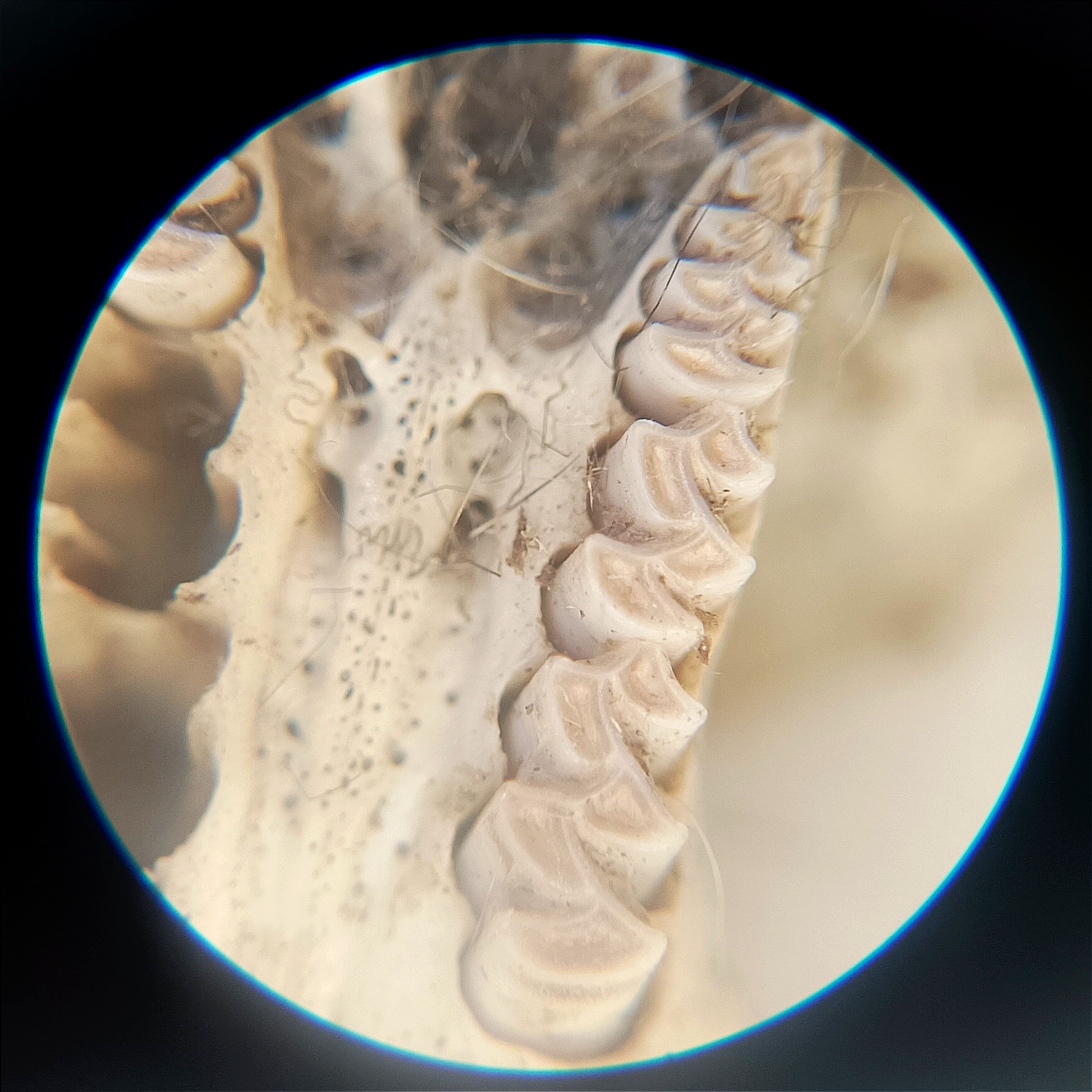 Owl Pellet Dissection and Cleaning | Devon Science