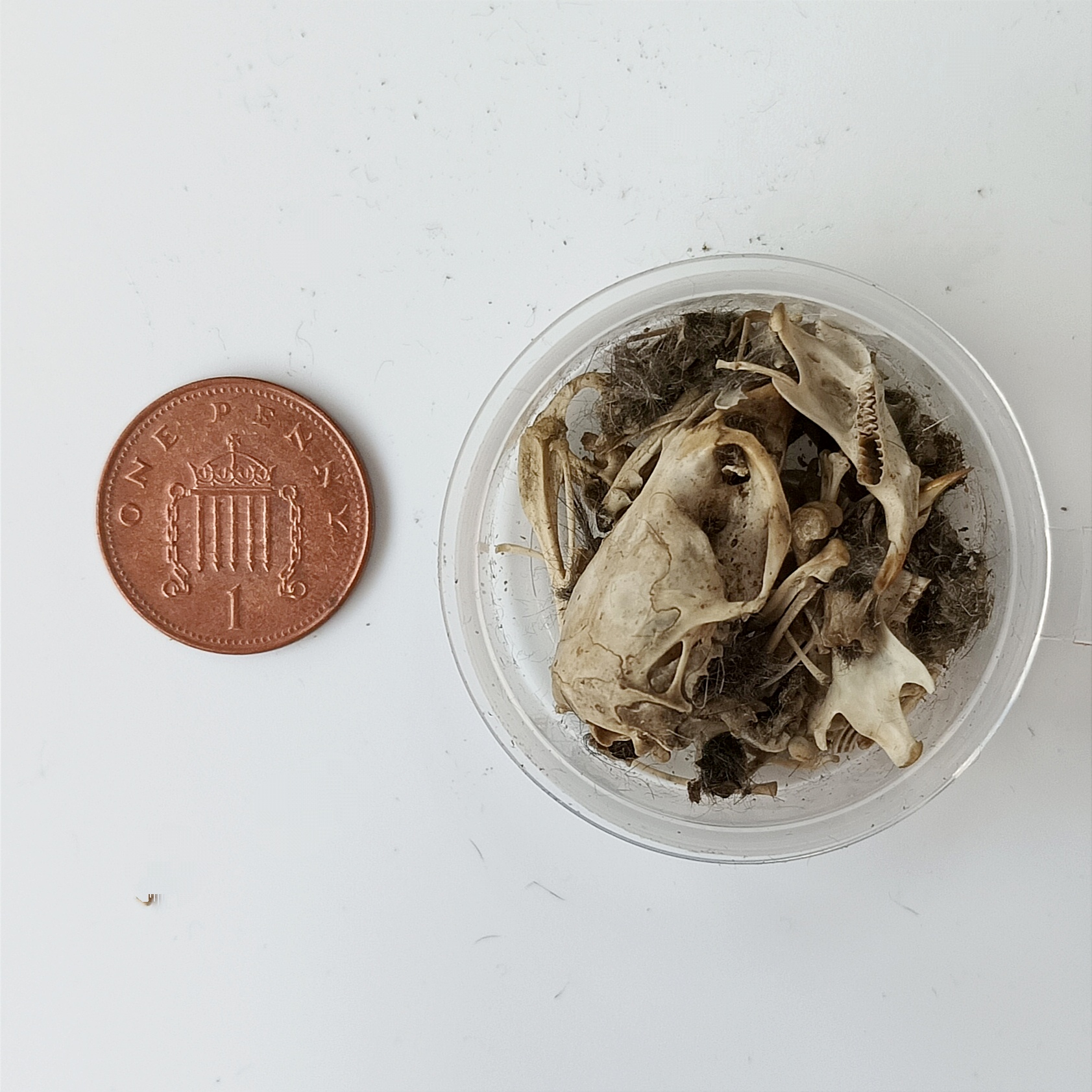Owl Pellet Dissection and Cleaning | Devon Science