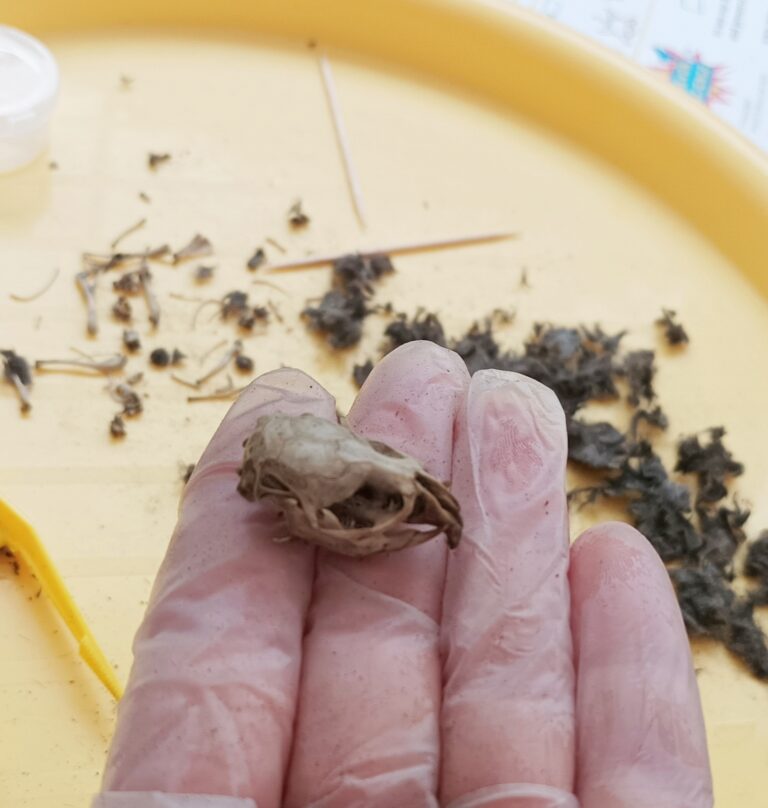 Owl Pellet Dissection and Cleaning | Devon Science