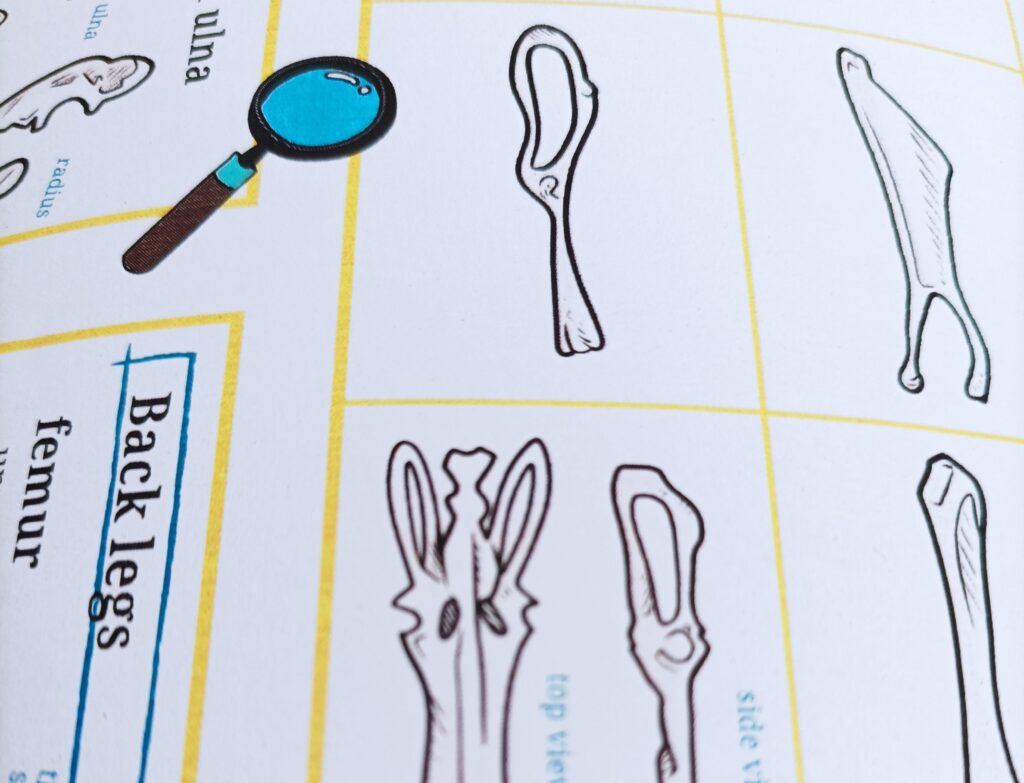 Shop | Science Kits | Single Owl Pellet