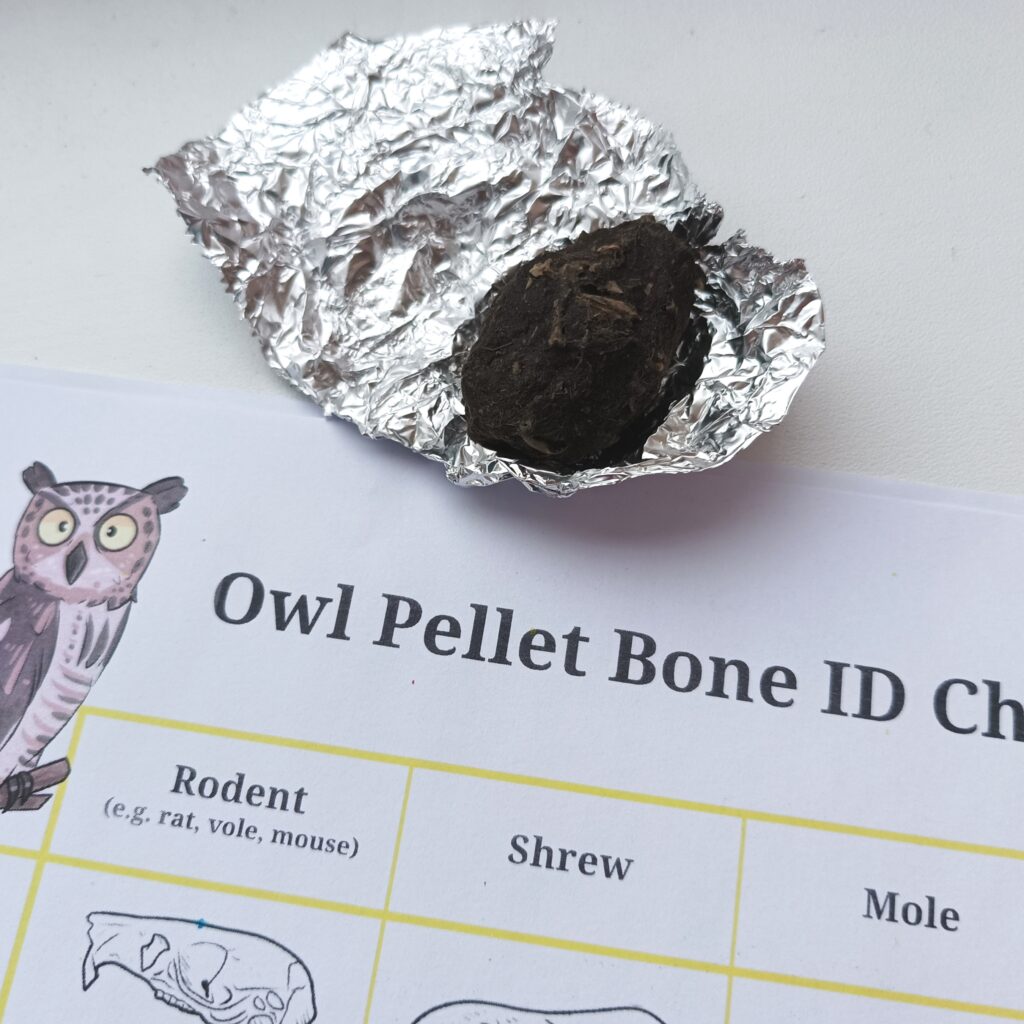 Shop | Science Kits | Single Owl Pellet