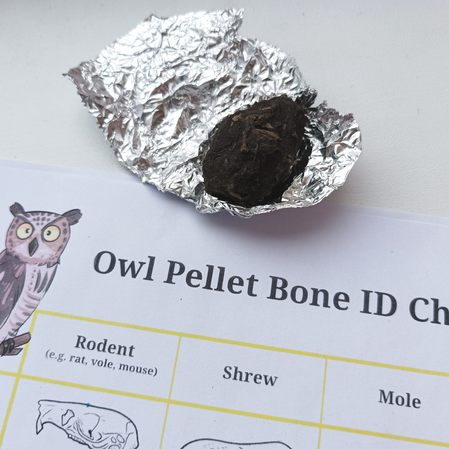 Shop | Science Kits | Single Owl Pellet